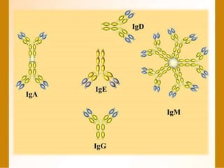 COMMON VARIABLE IMMUNODEFICIENCY (CVID) | PPTX
