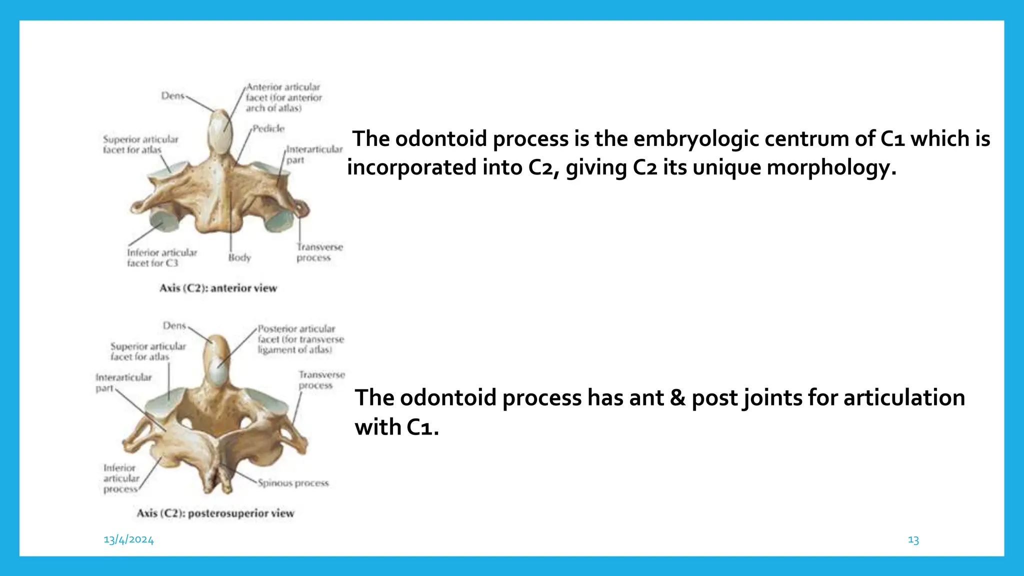 CRANIO VERTEBRAL JUNCTION RADIOLOGICAL ANATOMY .pptx | Death, Injury ...