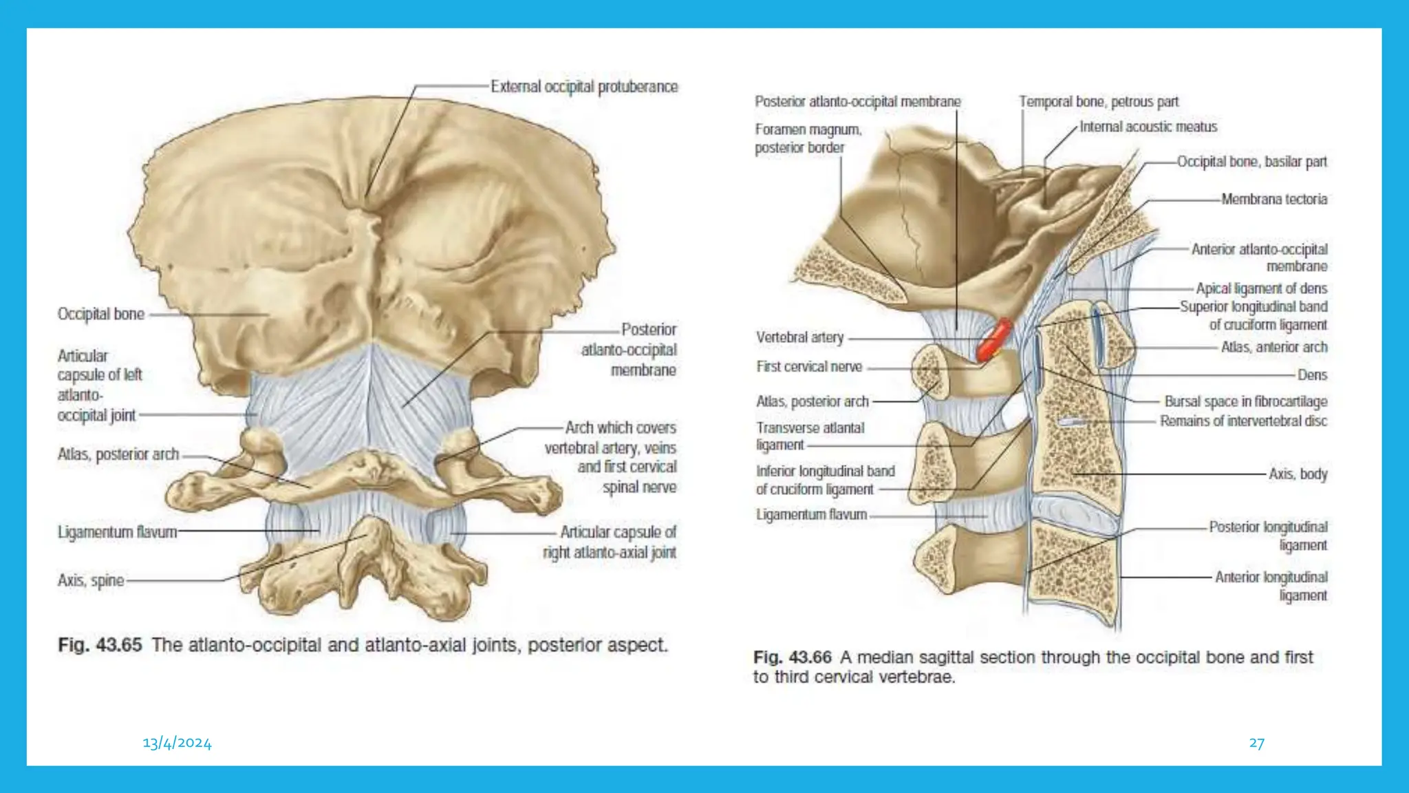 CRANIO VERTEBRAL JUNCTION RADIOLOGICAL ANATOMY .pptx