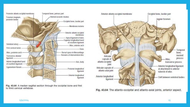 CRANIO VERTEBRAL JUNCTION RADIOLOGICAL ANATOMY .pptx