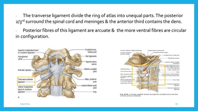 CRANIO VERTEBRAL JUNCTION RADIOLOGICAL ANATOMY .pptx