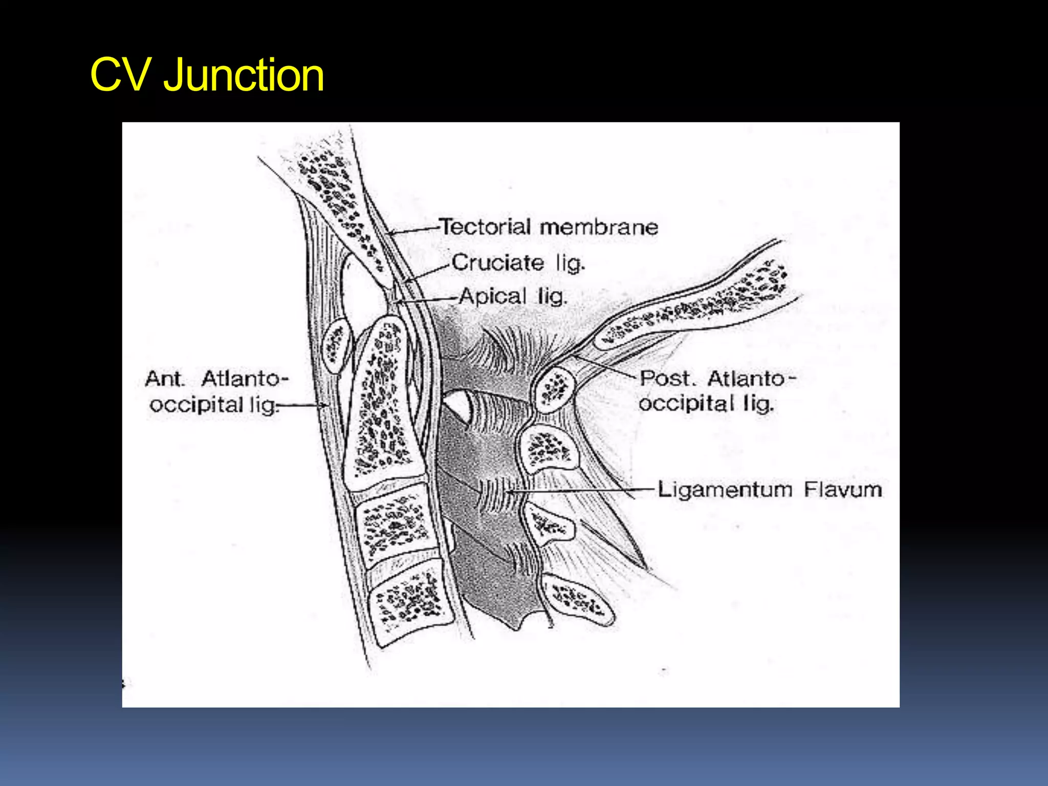 imaging of the craniovertebral junction | PPTX