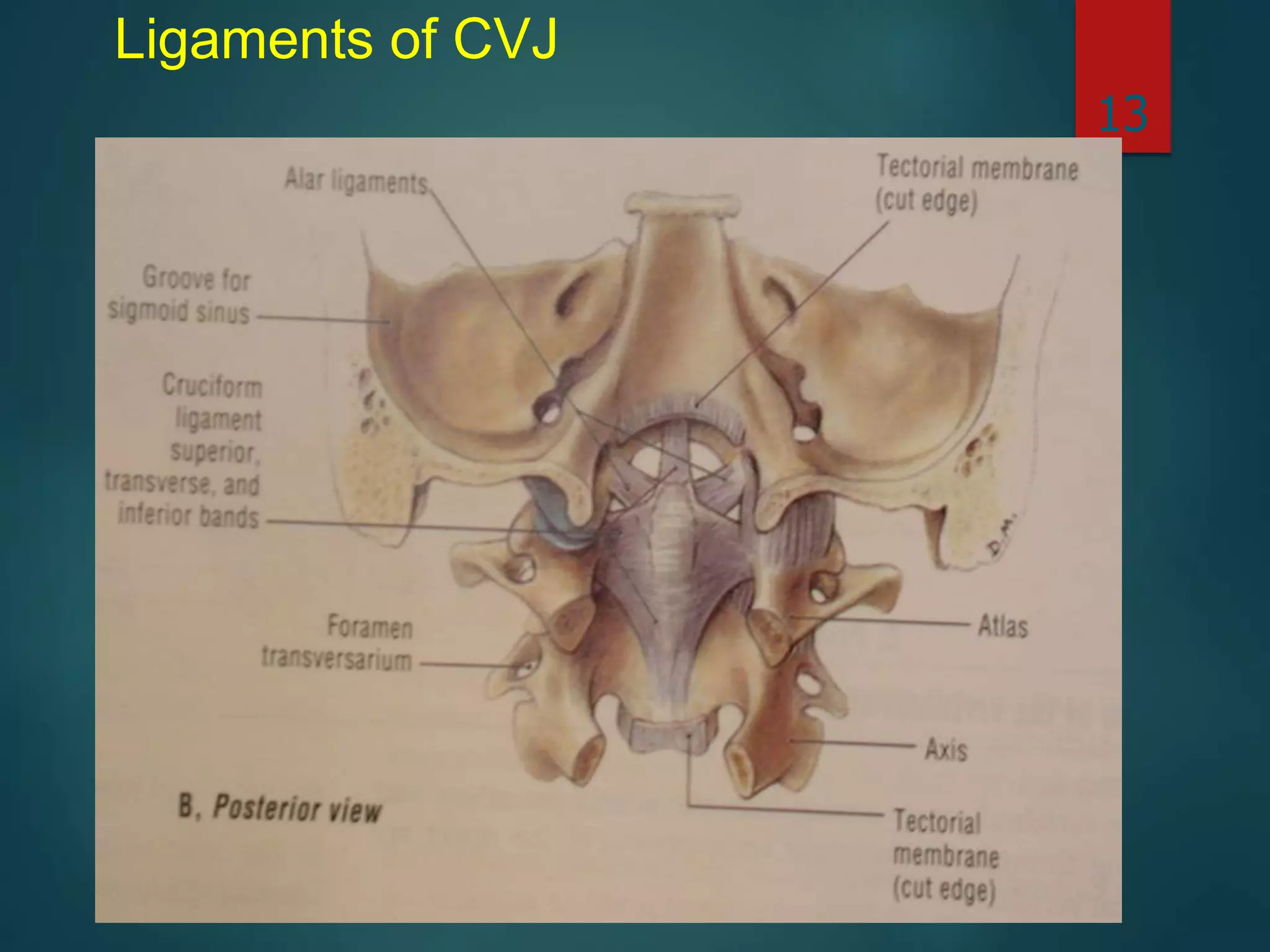 CRANIOVERTEBRAL JUNCTION ANATOMY, CRANIOMETRY, ANAMOLIES AND RADIOLOGY dr sumit verma | PPTX