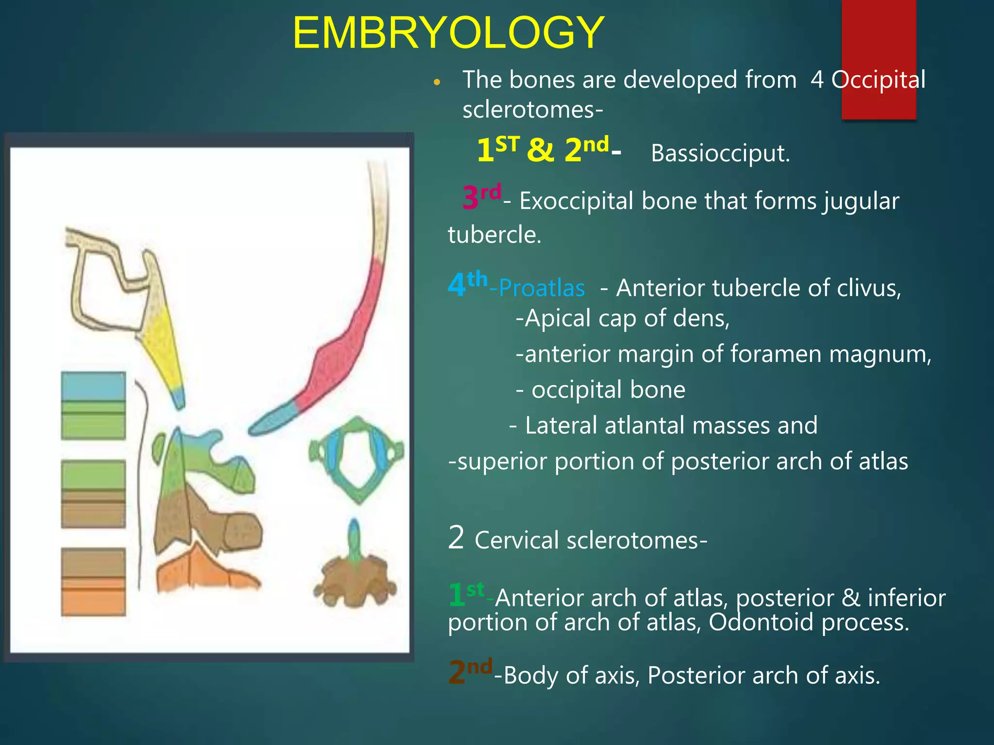 CRANIOVERTEBRAL JUNCTION ANATOMY, CRANIOMETRY, ANAMOLIES AND RADIOLOGY ...