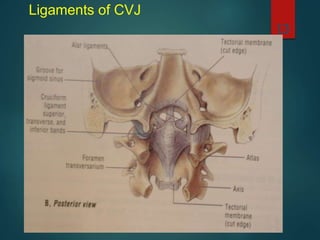 CRANIOVERTEBRAL JUNCTION ANATOMY, CRANIOMETRY, ANAMOLIES AND RADIOLOGY ...