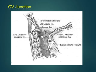 CRANIOVERTEBRAL JUNCTION ANATOMY, CRANIOMETRY, ANAMOLIES AND RADIOLOGY ...