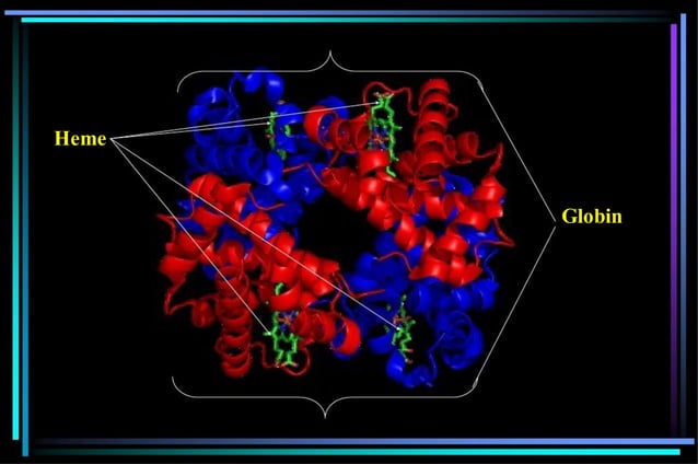 Bài giảng hóa học hemoglobin | PDF