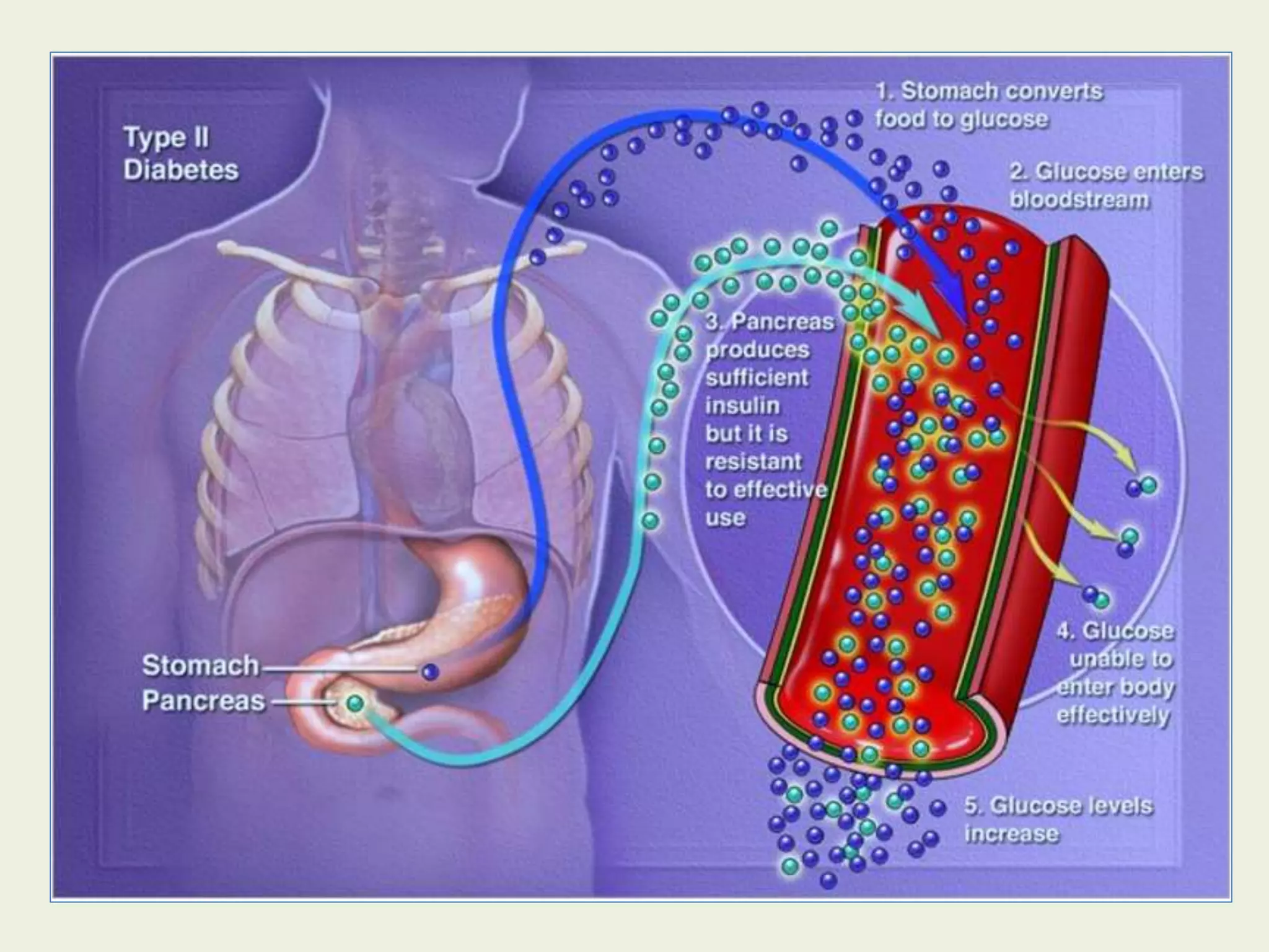 Cardiovascular safety of anti-diabetic drugs.Cardiovascular Outcome ...