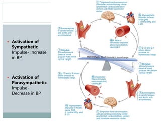 Cardiovascular System | PPTX