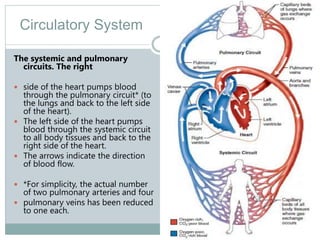 Cardiovascular System | PPTX