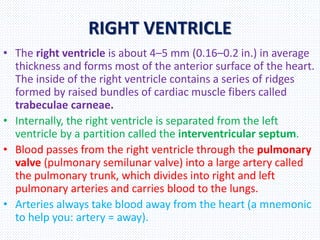 CARDIO VASCULAR SYSTEM THE HEART | PPTX