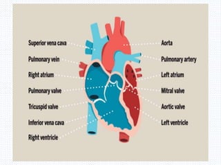 CARDIO VASCULAR SYSTEM THE HEART | PPTX