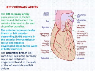 CARDIO VASCULAR SYSTEM THE HEART | PPTX