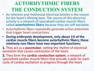 CARDIO VASCULAR SYSTEM THE HEART | PPTX