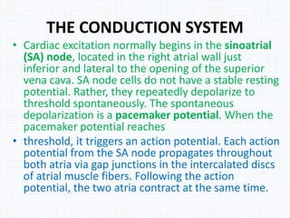 CARDIO VASCULAR SYSTEM THE HEART | PPTX