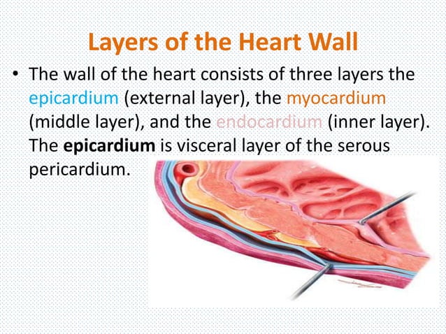 CARDIO VASCULAR SYSTEM THE HEART | PPT