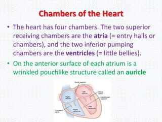 CARDIO VASCULAR SYSTEM THE HEART | PPTX