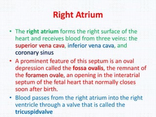 CARDIO VASCULAR SYSTEM THE HEART | PPTX