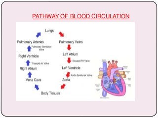 CARDIOVASCULAR SYSTEM | PPT