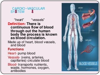 CARDIOVASCULAR SYSTEM | PPT