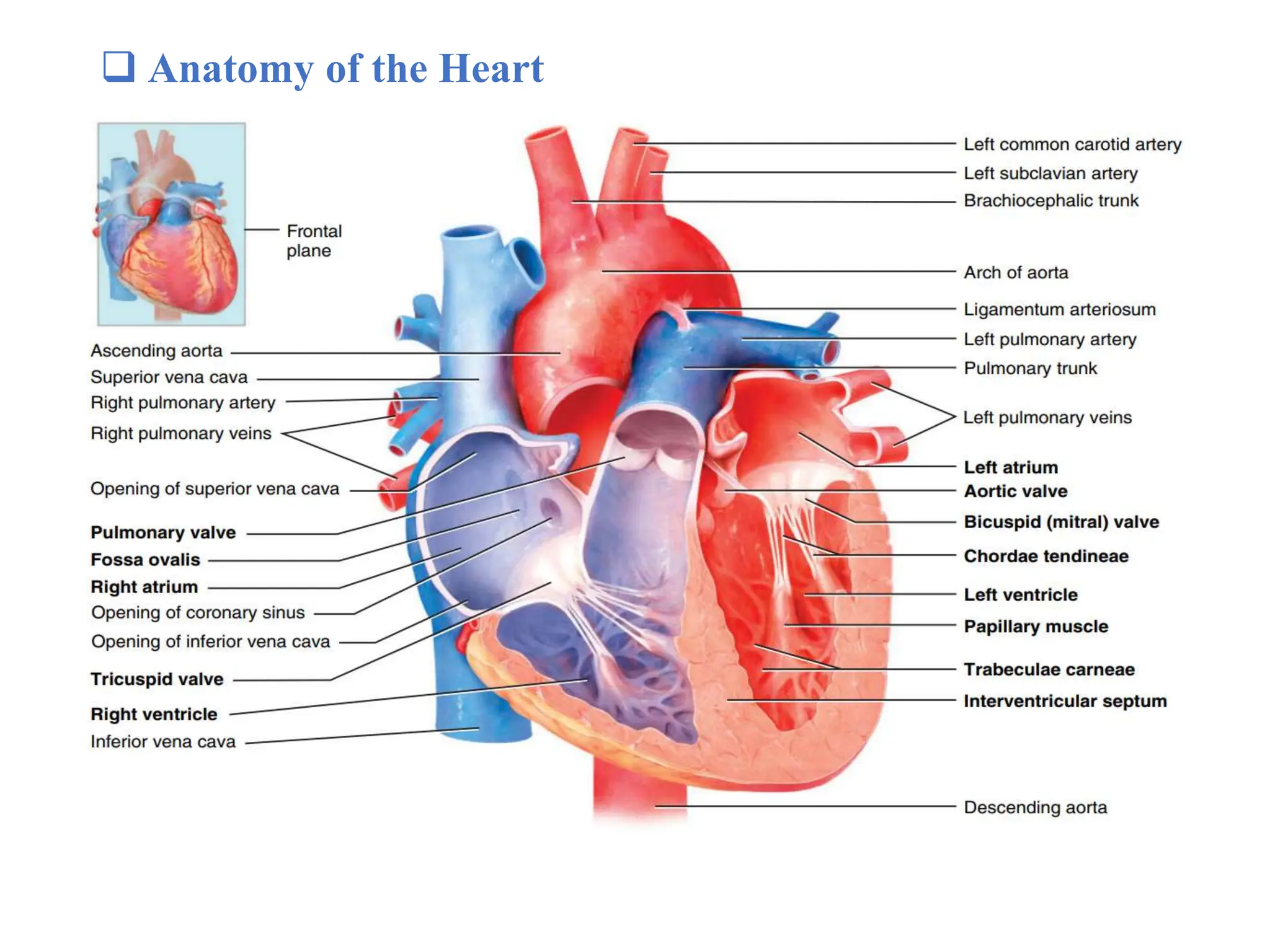 Cardiovascular system | PPTX