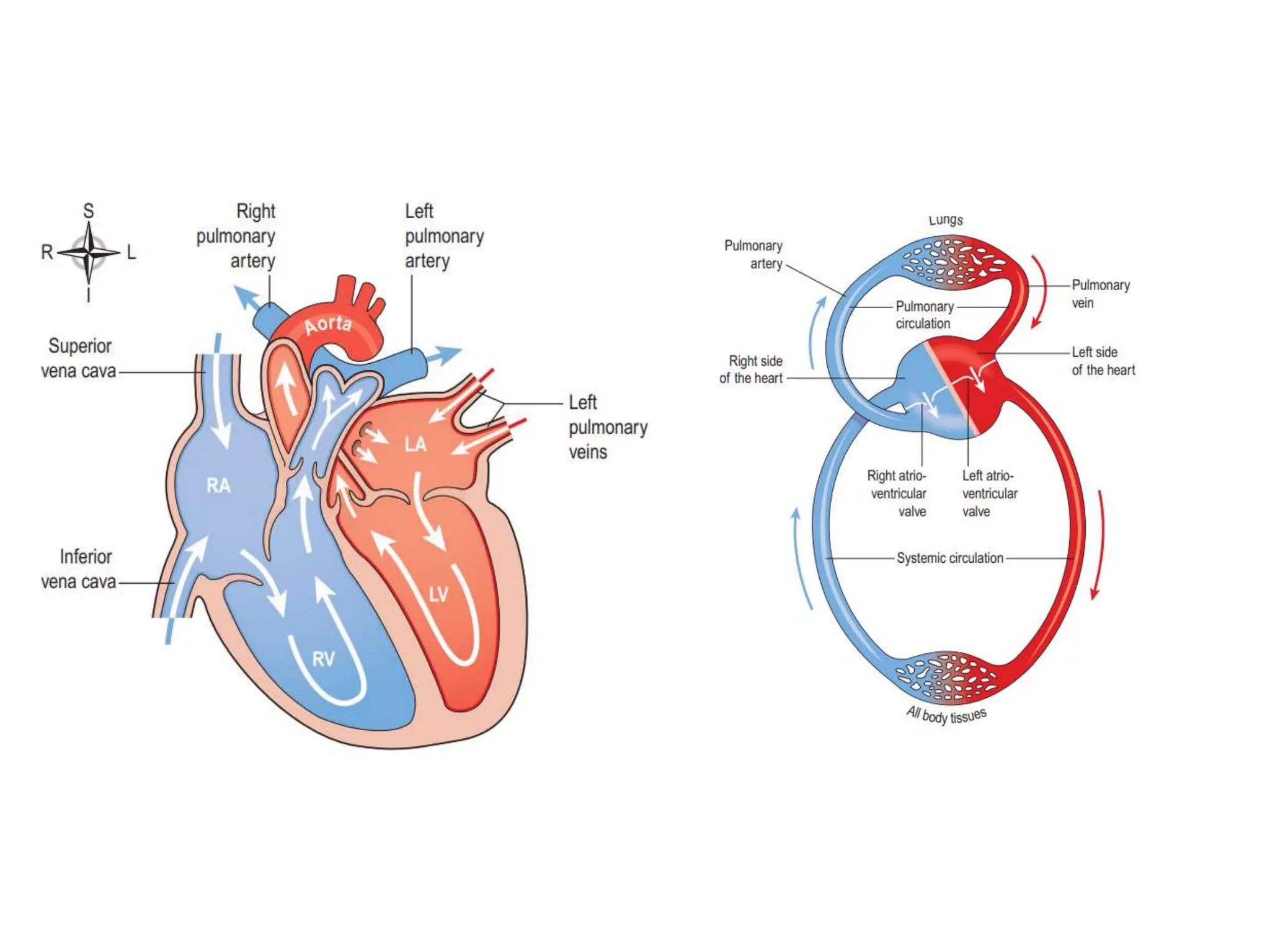 Cardiovascular system | PPTX