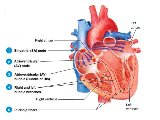 Cardiovascular system | PPTX | Heart and Cardiovascular Diseases ...