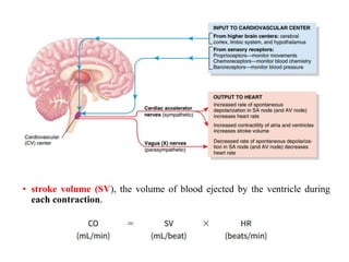 Cardiovascular system | PPTX