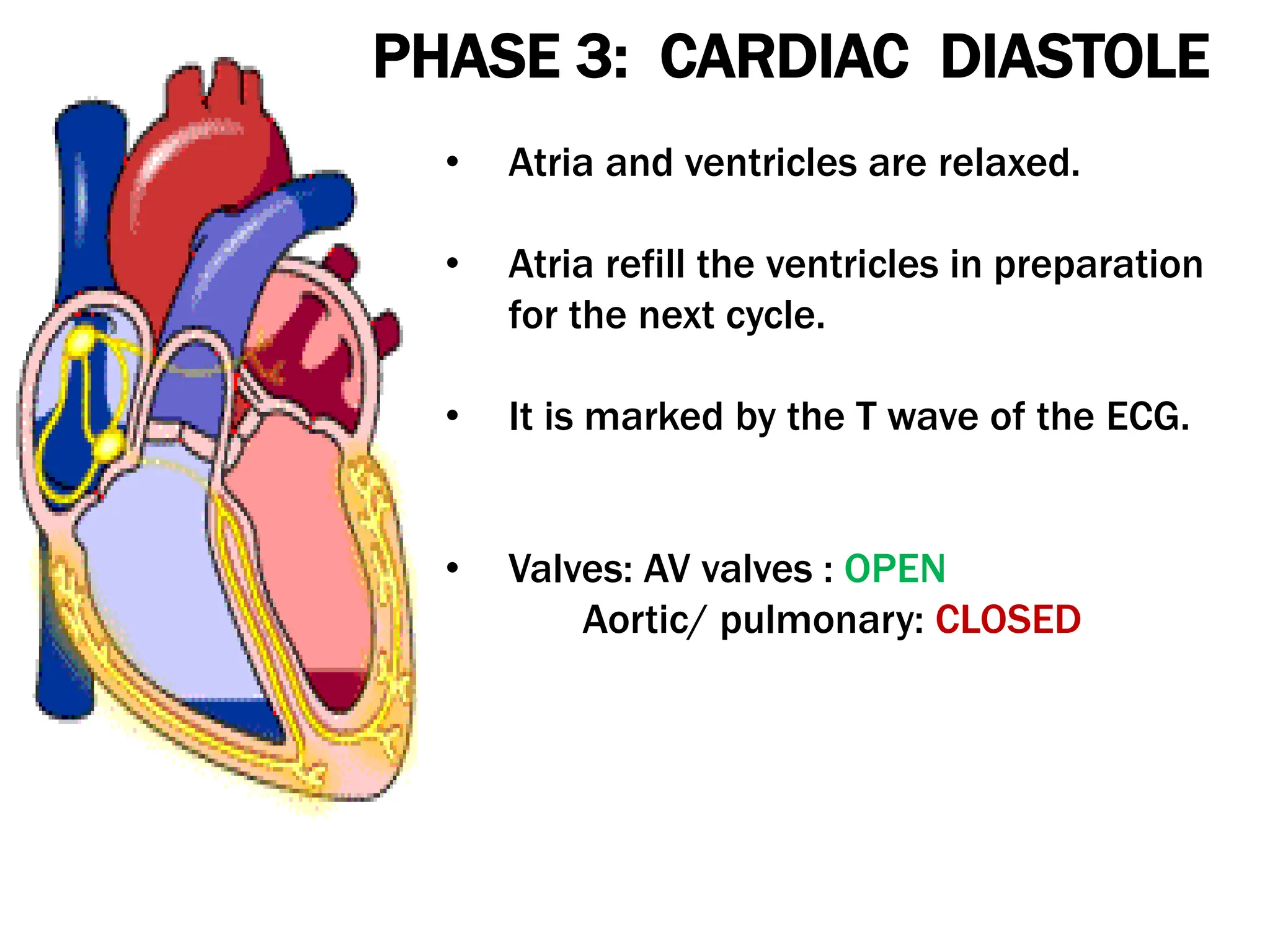 Cardio vascular system ..PHYSIOLOGY - .pptx