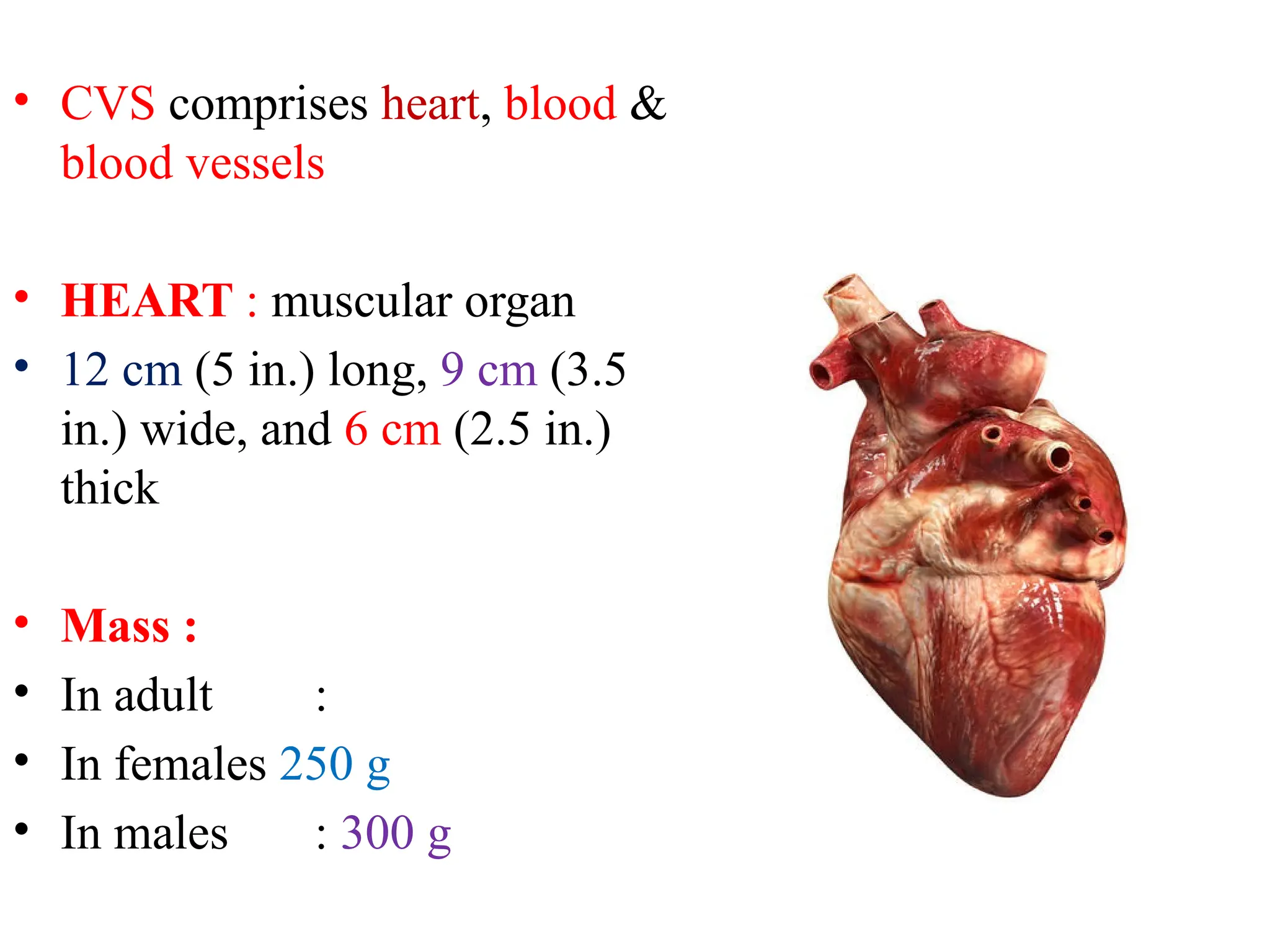 Cardio vascular system of a human body | PPTX