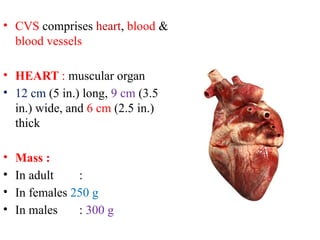 Cardio vascular system of a human body | PPTX
