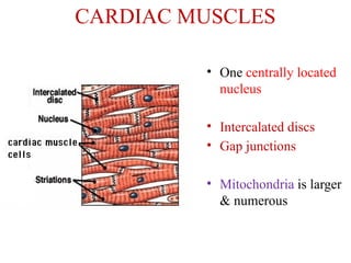 Cardio vascular system of a human body | PPTX
