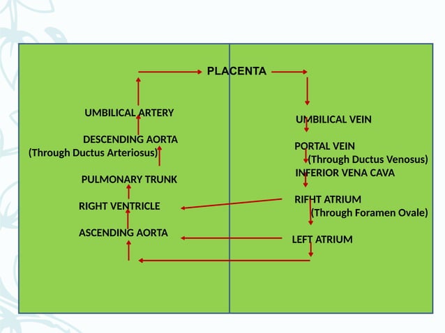 cardiovascular system presentation by Dr Ela | PPT