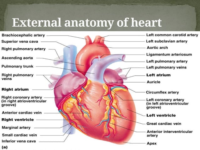 Cardiovascular system introduction pesentation | PPT