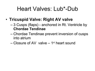Embrology and Anatomy of Cardiovascular System | PPT | Heart and ...