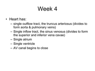 Embrology and Anatomy of Cardiovascular System | PPT | Heart and ...