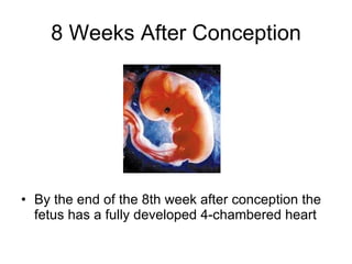 Embrology and Anatomy of Cardiovascular System | PPT | Heart and ...