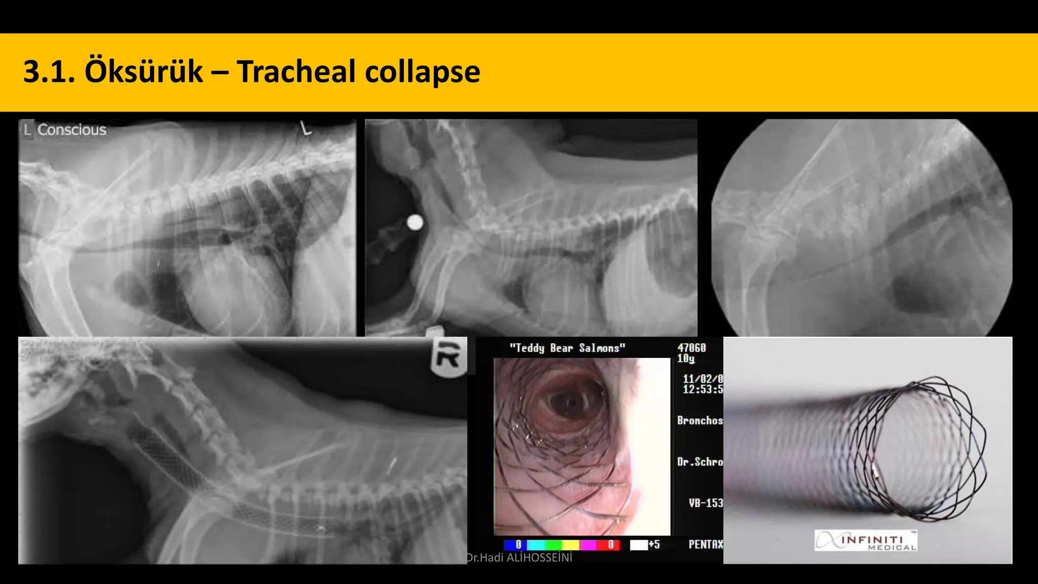 Kedi ve köpeklerde Klinik Kardiyolojik tanı ve Muayene yöntemleri | PDF
