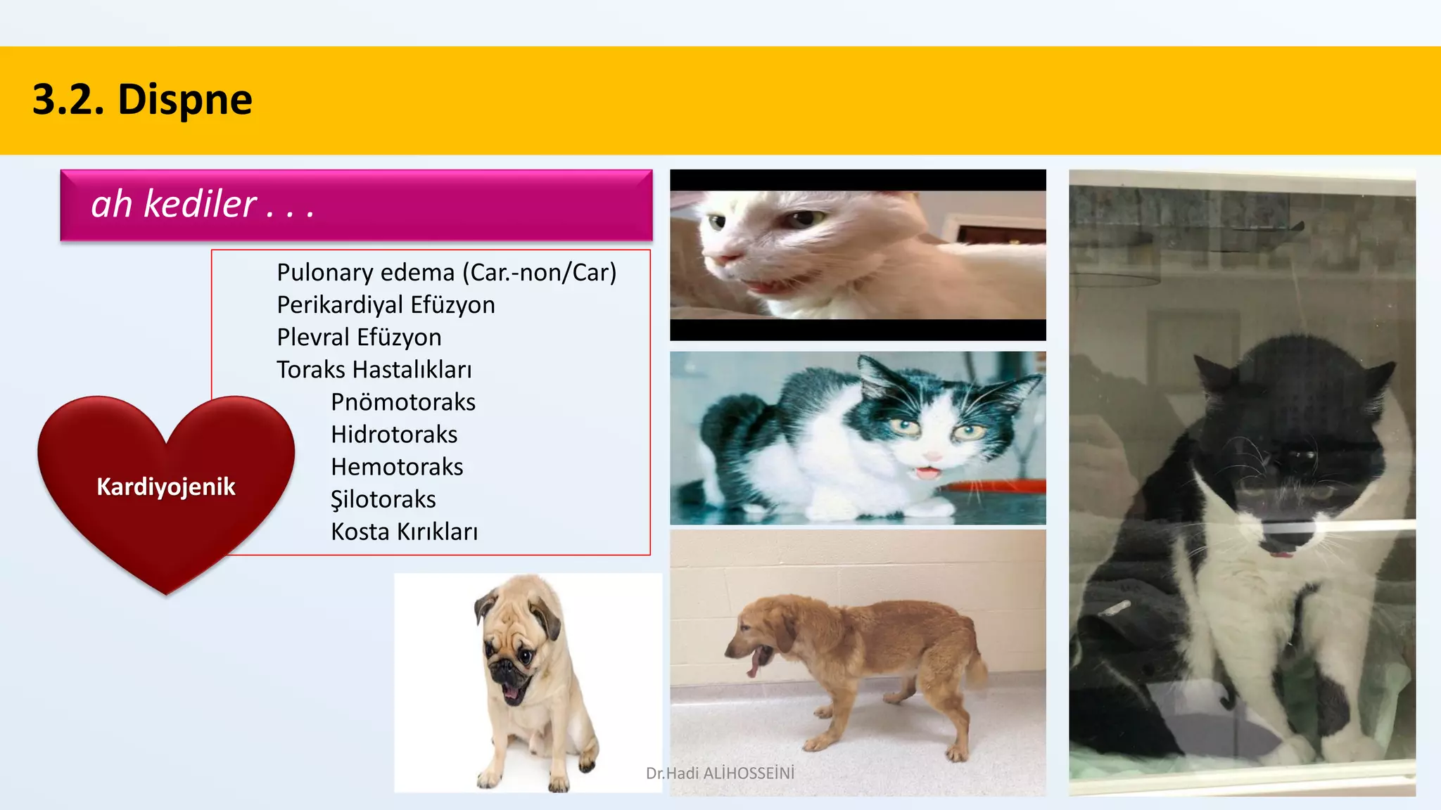 Kedi ve köpeklerde Klinik Kardiyolojik tanı ve Muayene yöntemleri | PDF