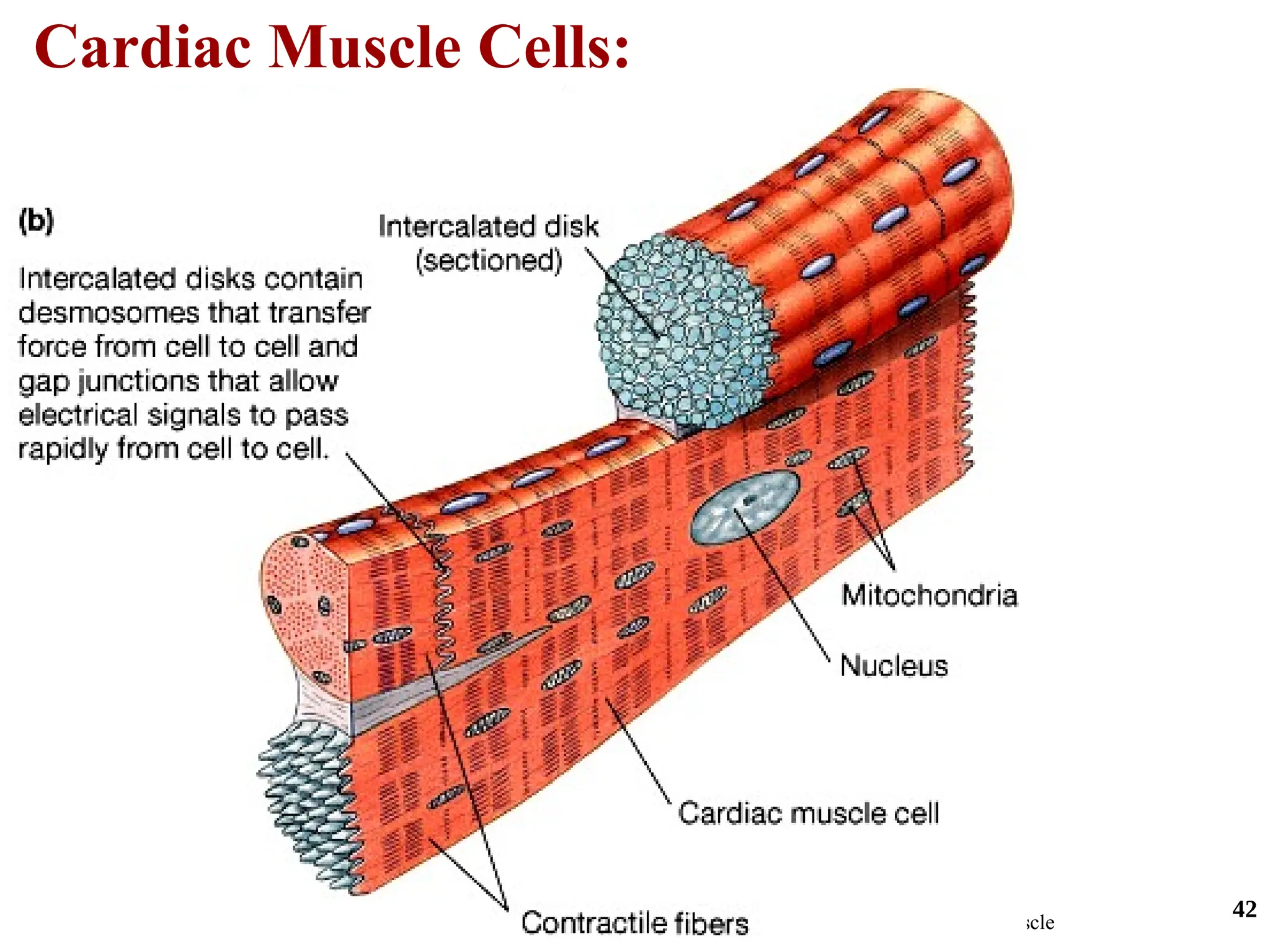 CVS- heart cardiovascular system Anat.ppt
