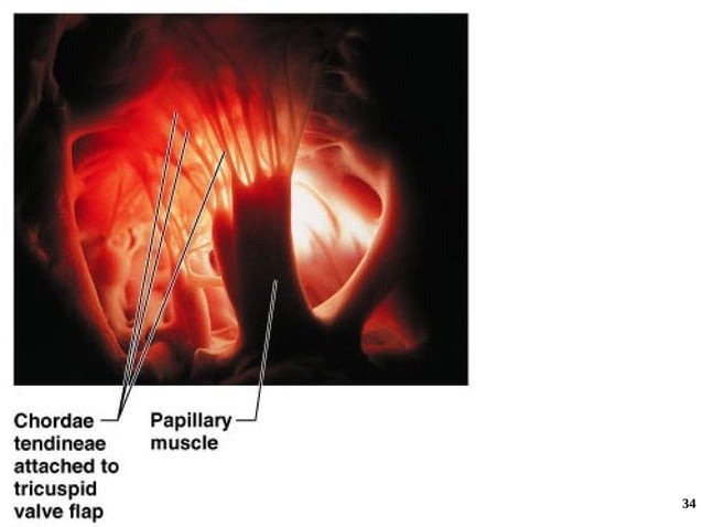 CVS- heart cardiovascular system Anat.ppt