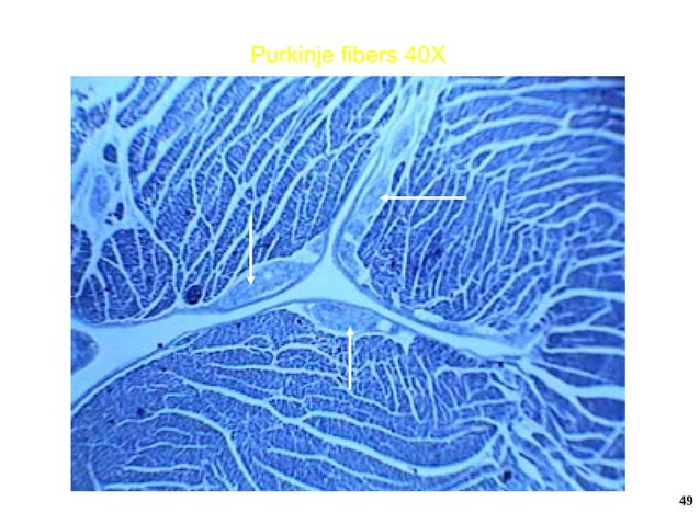 CVS- heart cardiovascular system Anat.ppt