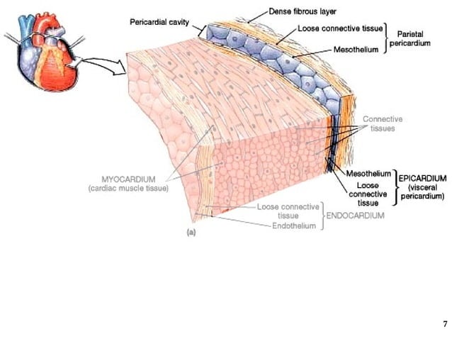 CVS- heart cardiovascular system Anat.ppt
