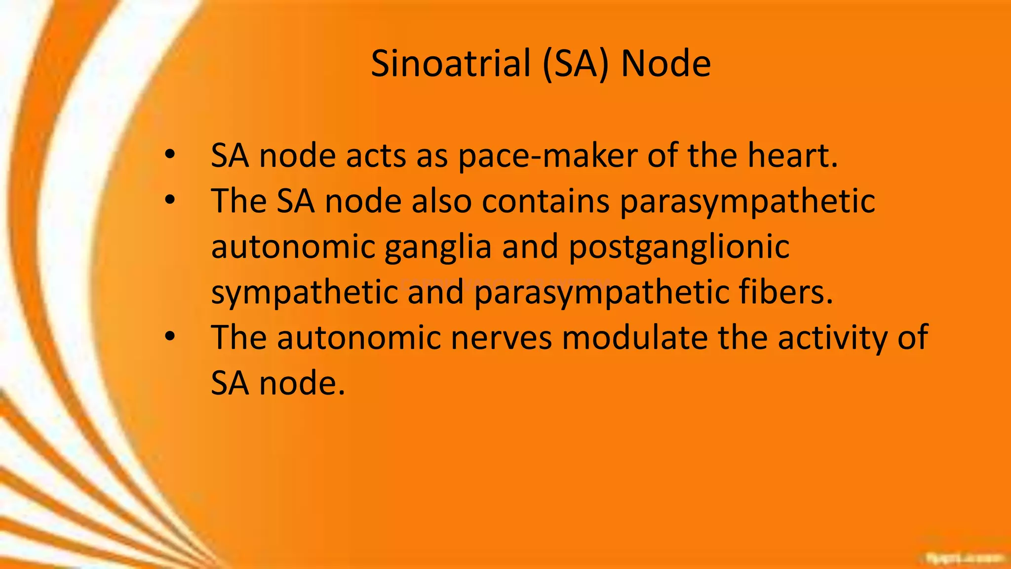 Cvs 1. functional anatomy | PPTX