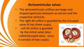 Cvs 1. functional anatomy | PPTX | Heart and Cardiovascular Diseases ...