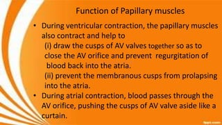 Cvs 1. functional anatomy | PPTX | Heart and Cardiovascular Diseases ...