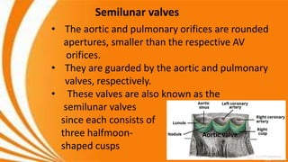Cvs 1. functional anatomy | PPTX | Heart and Cardiovascular Diseases ...