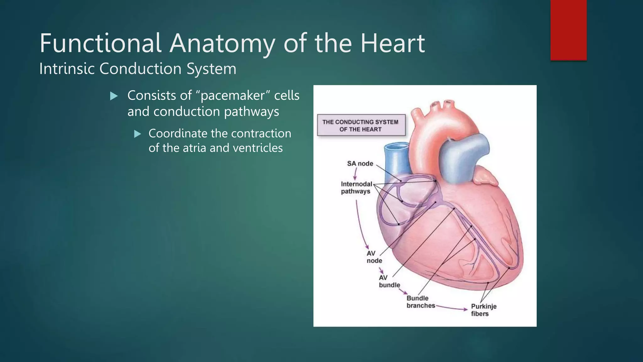 Cardiovascular physiology | PPTX