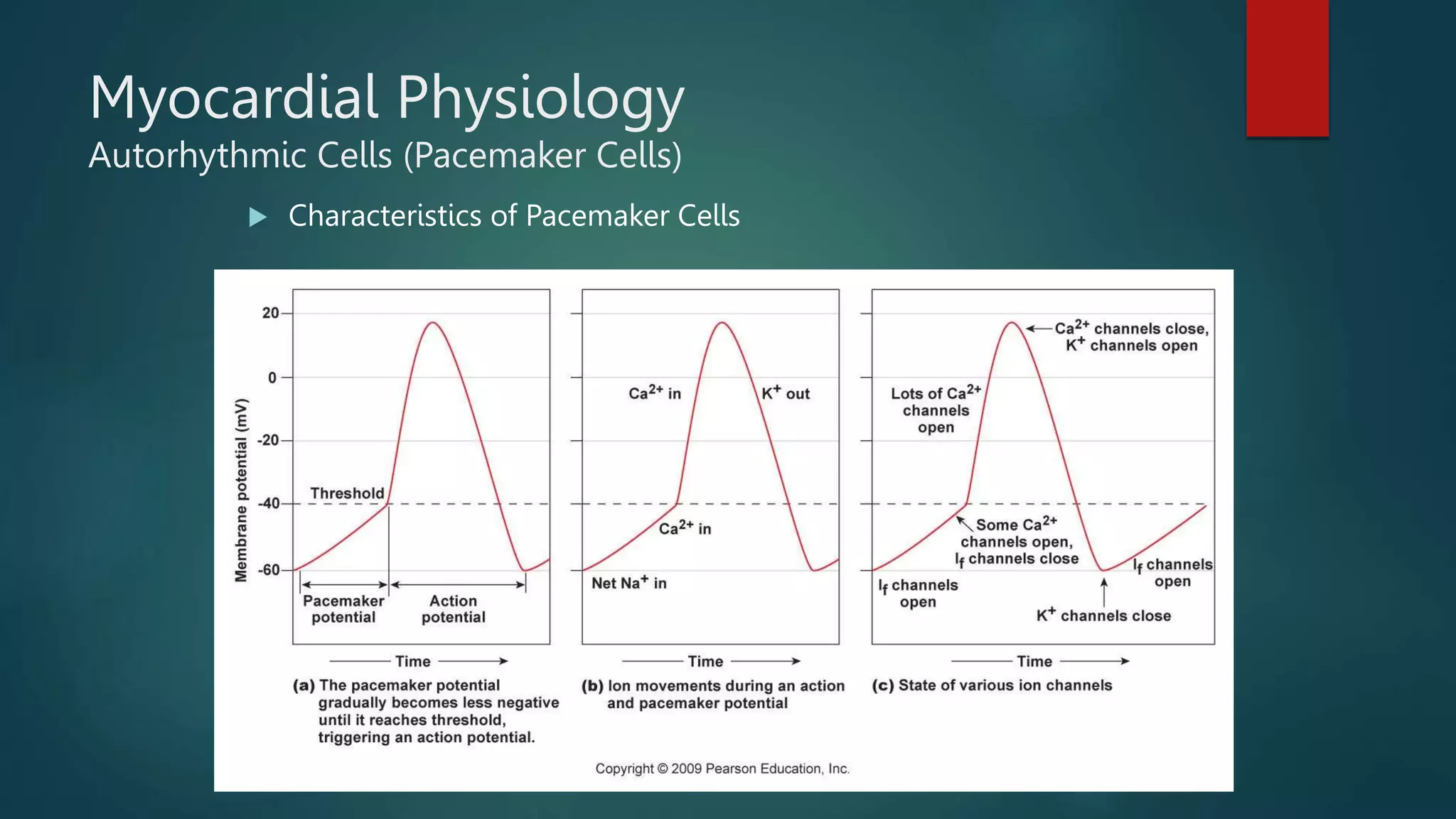 Cardiovascular physiology | PPTX