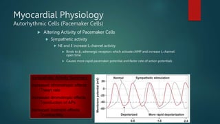 Cardiovascular physiology | PPT